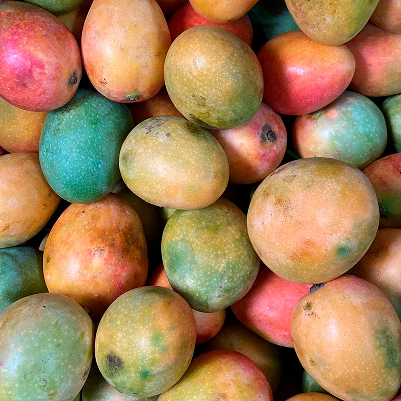 Colombia exporta por primera vez mango de azúcar a los Estados Unidos ...