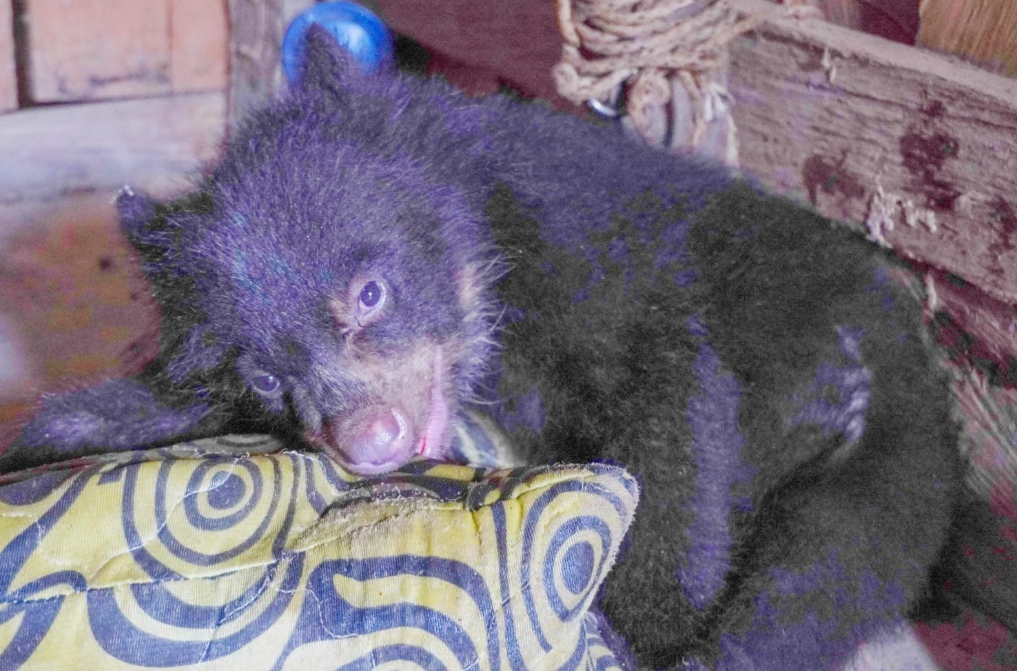 Antioquia: Familia tenía en su hogar a un oso como mascota - Nación Paisa