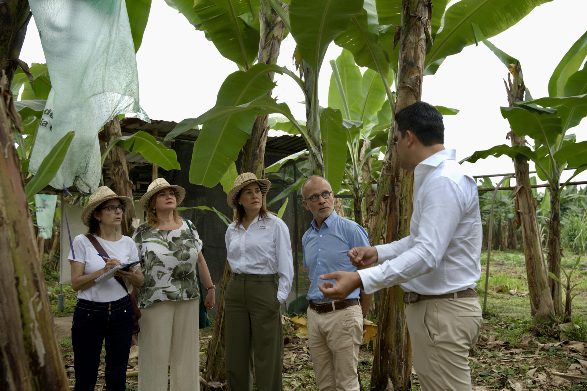 Sostenibilidad del banano, reto de exportadores ecuatorianos y UE ...